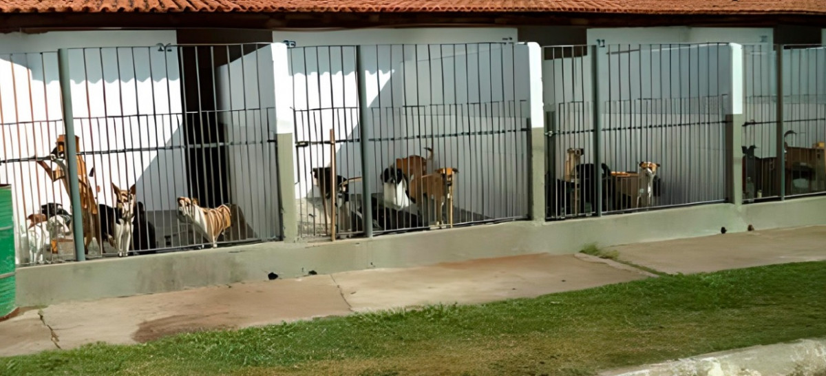 Projeto de lei que propõe câmeras de segurança no Canil Municipal é ...