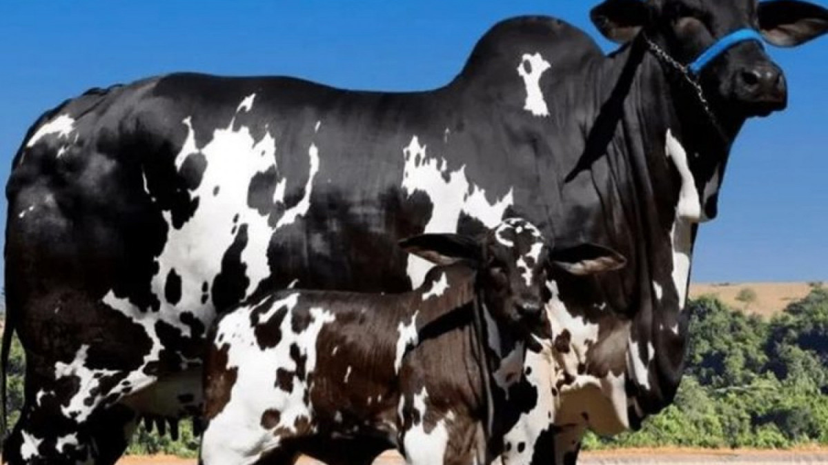 Vaca avaliada em R$ 15,2 milhões